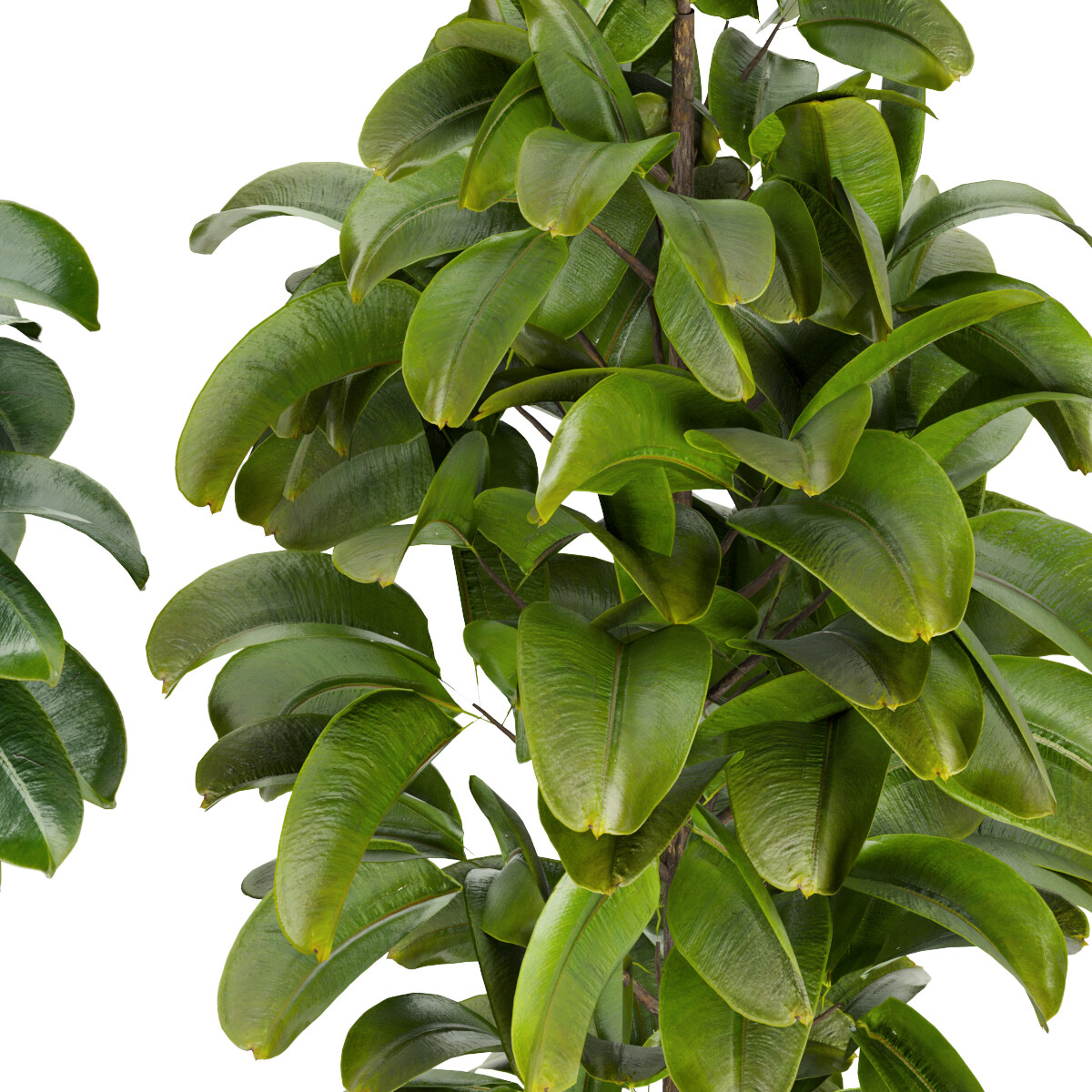 ArtStation - Collection plant vol 349 - indoor - leaf - rubber ...