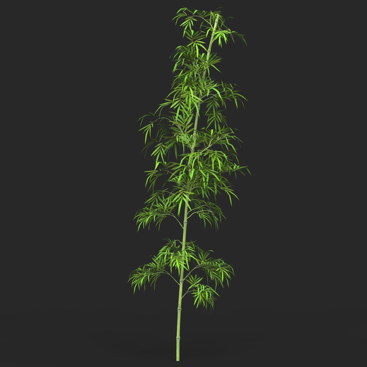 ArtStation - Bamboo Tree Collection | Resources