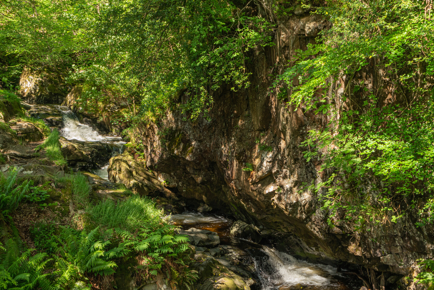 ArtStation - Aira Force Forest - Photopack - 200+ Images | Resources