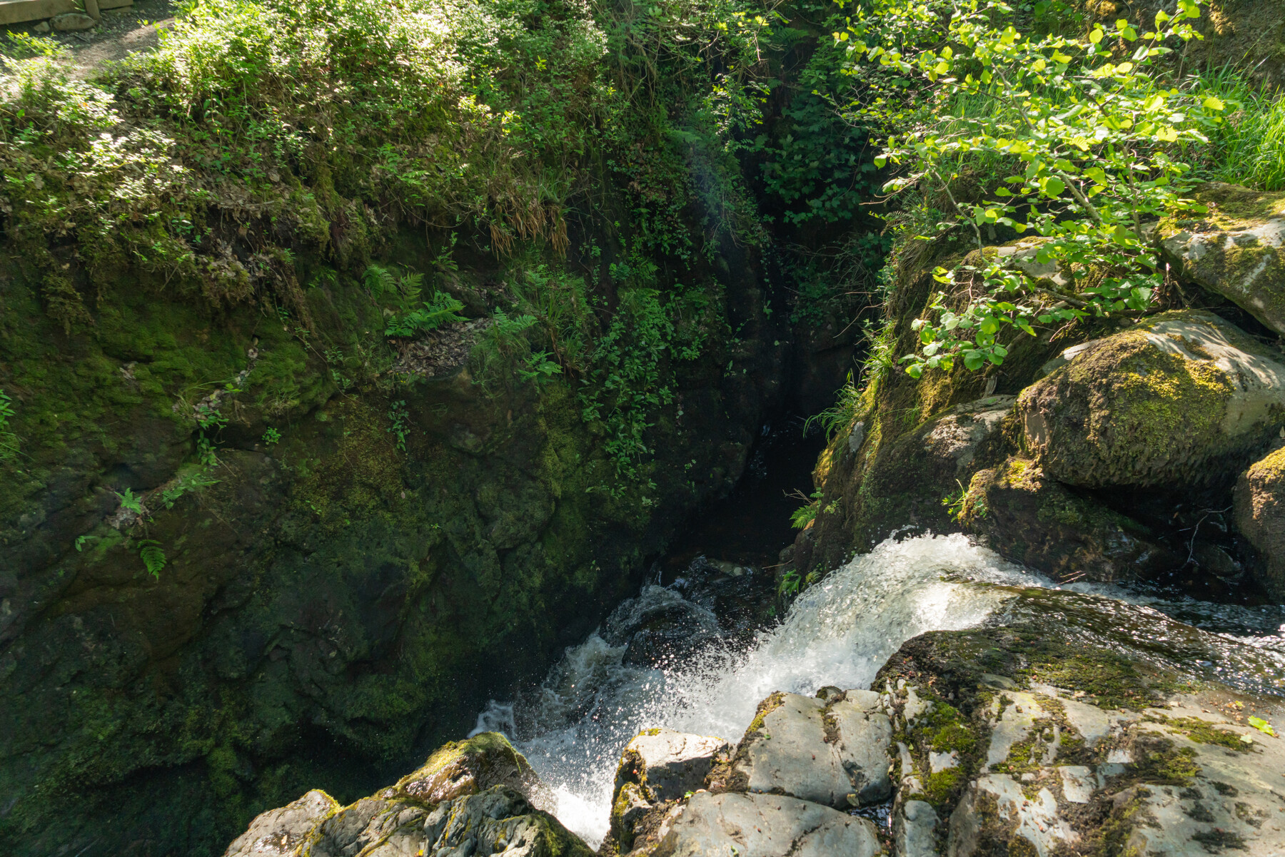 ArtStation - Aira Force Forest - Photopack - 200+ Images | Resources