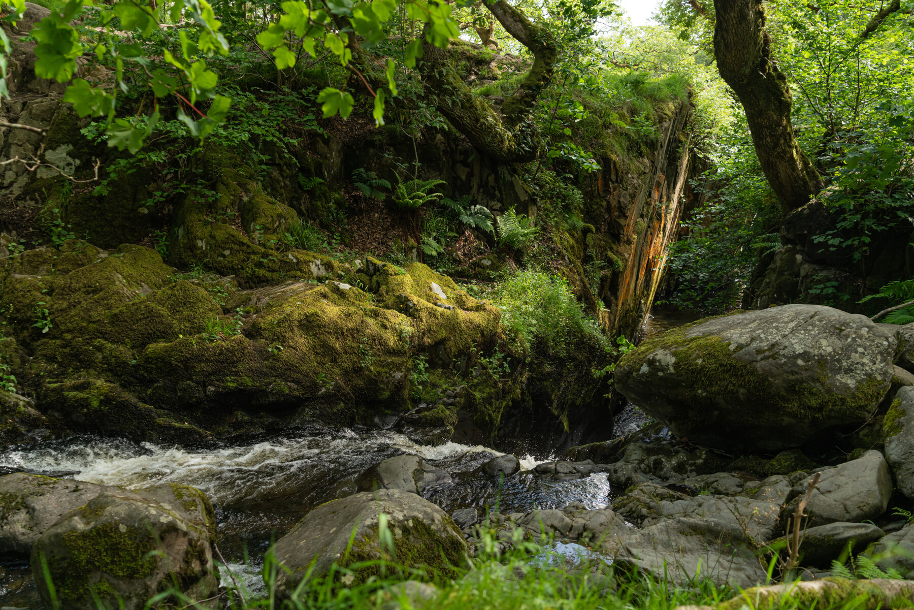 ArtStation - Aira Force Forest - Photopack - 200+ Images | Resources