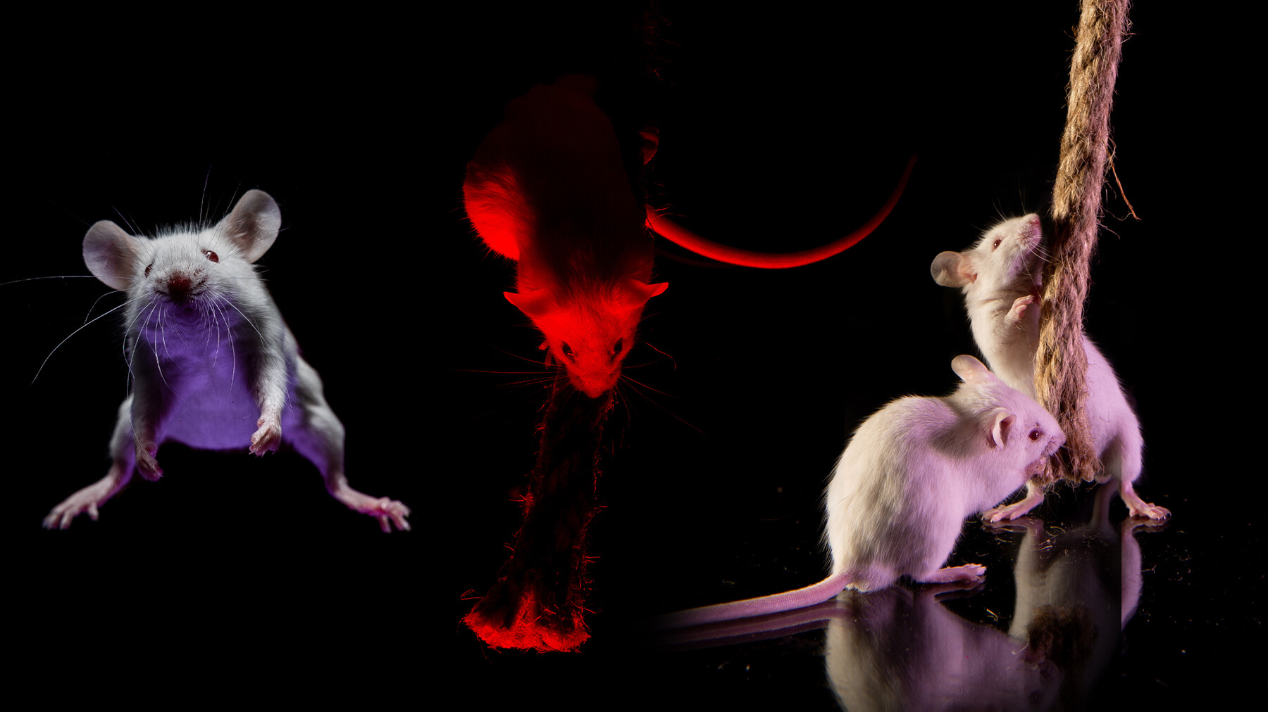 ArtStation - Mice - Photo Reference Pack For Artists 357 JPEGs noAI | Resources