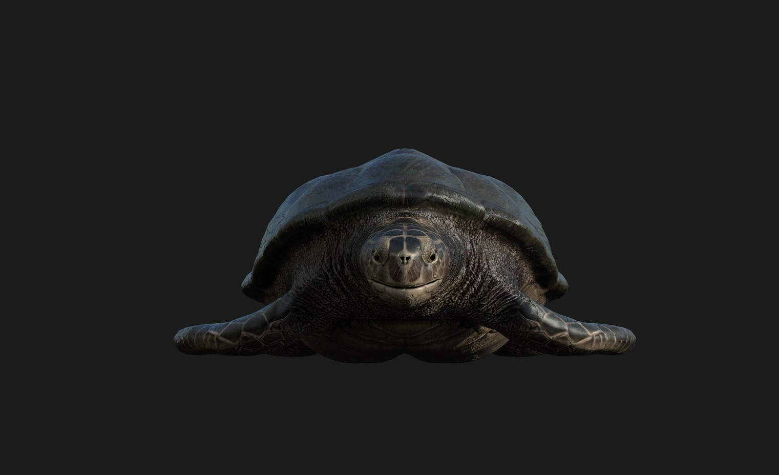 ArtStation - Sea Turtle Game Asset | Game Assets