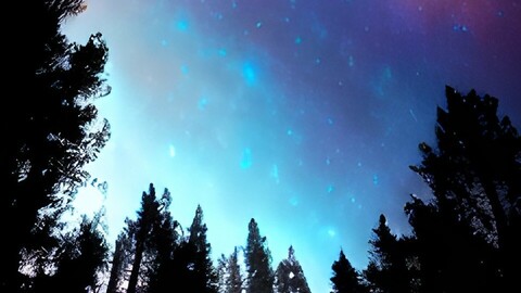 ArtStation - Forest Evening | Artworks