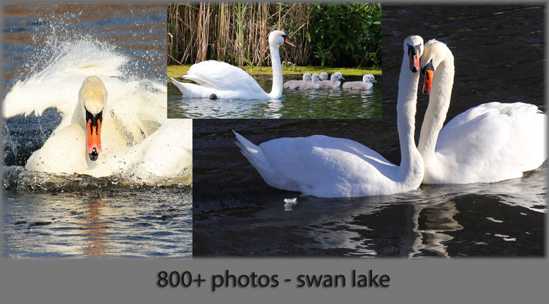 ArtStation - 800+ photo reference of swans (swan lake) | Resources