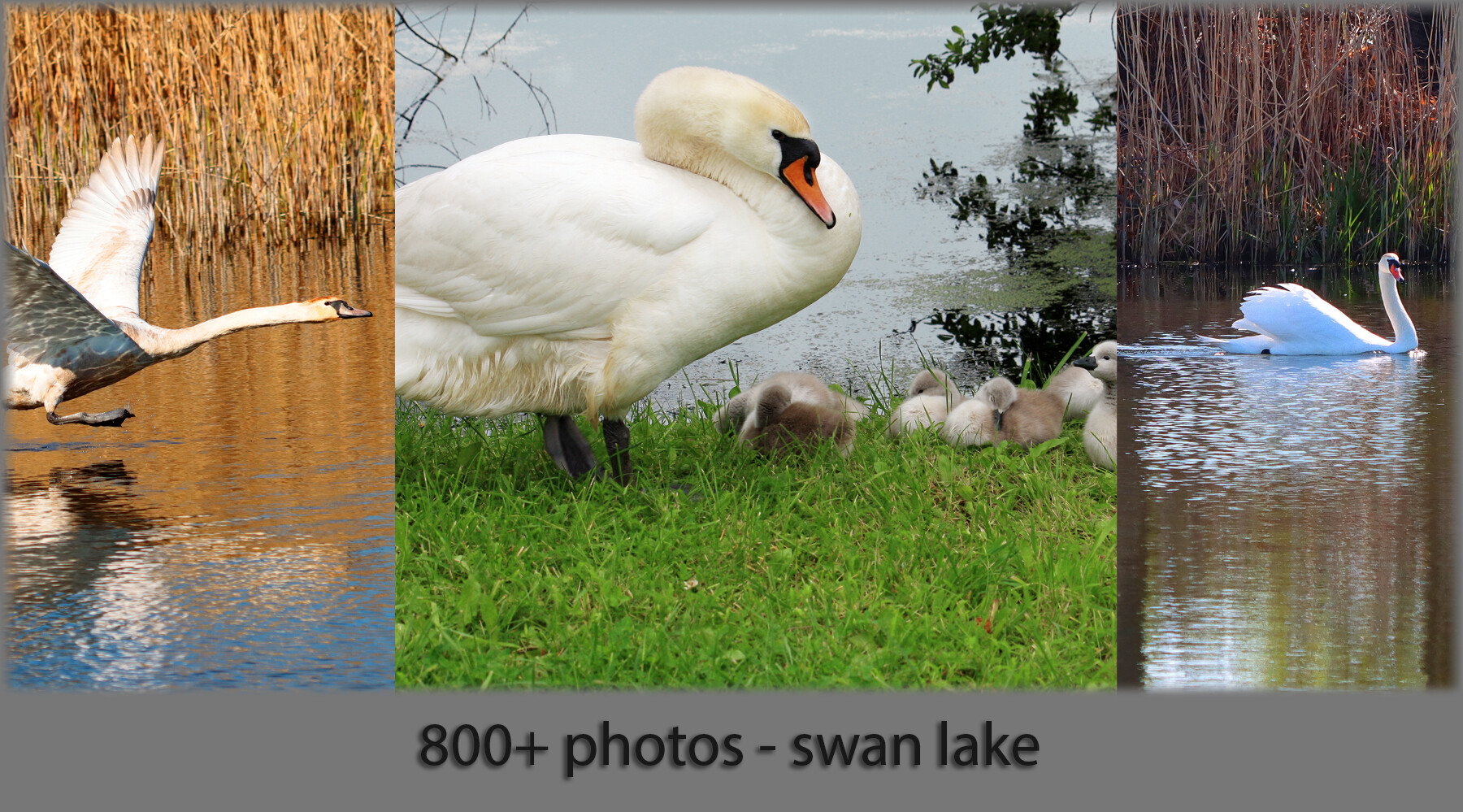 ArtStation - 800+ photo reference of swans (swan lake) | Resources