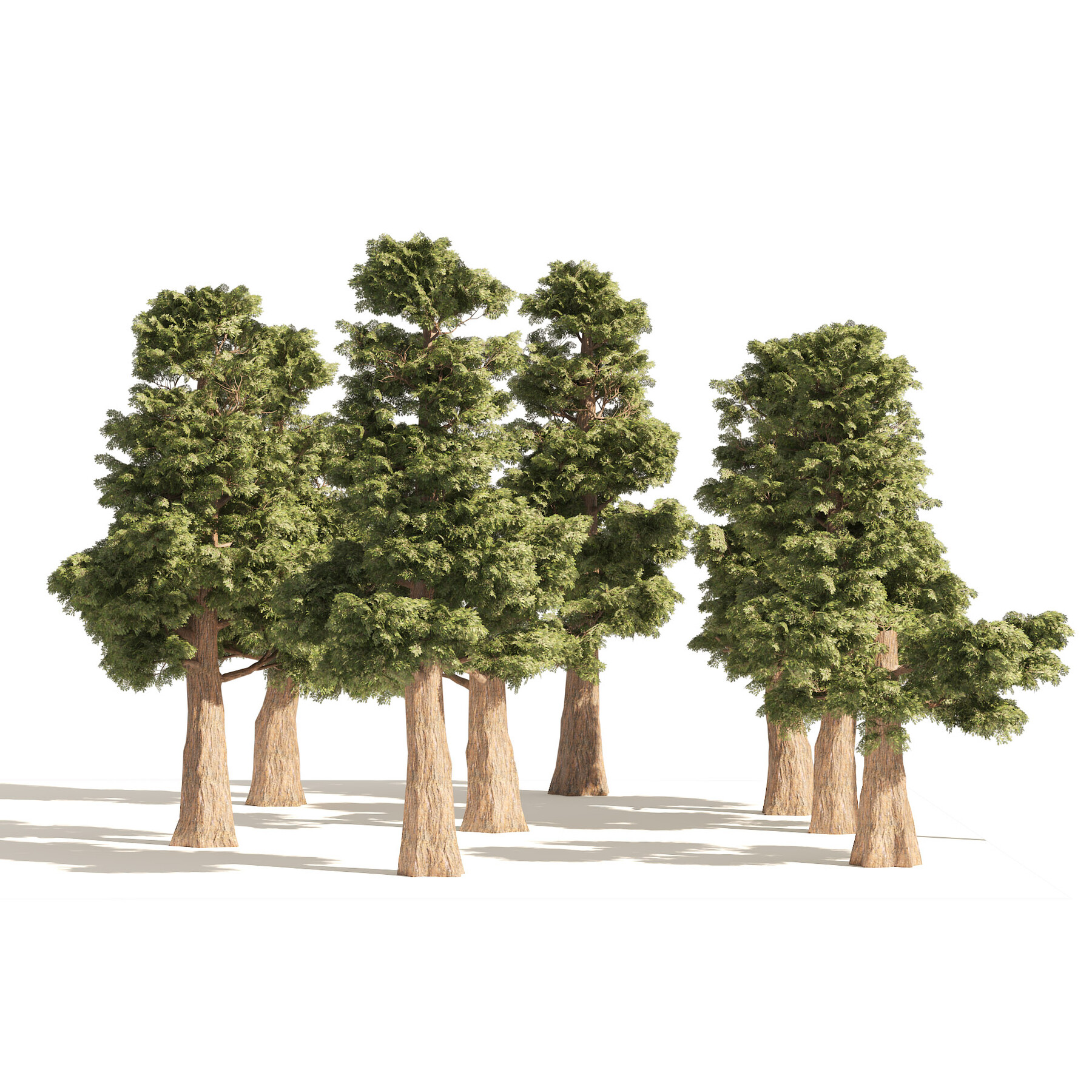ArtStation - Small Redwoods trees | Resources