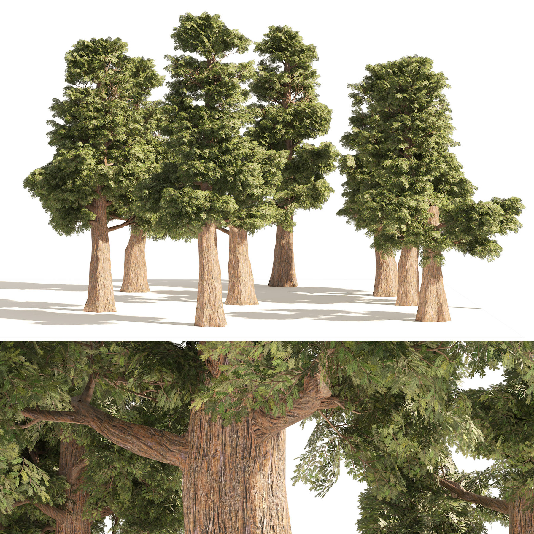 ArtStation - Small Redwoods trees | Resources