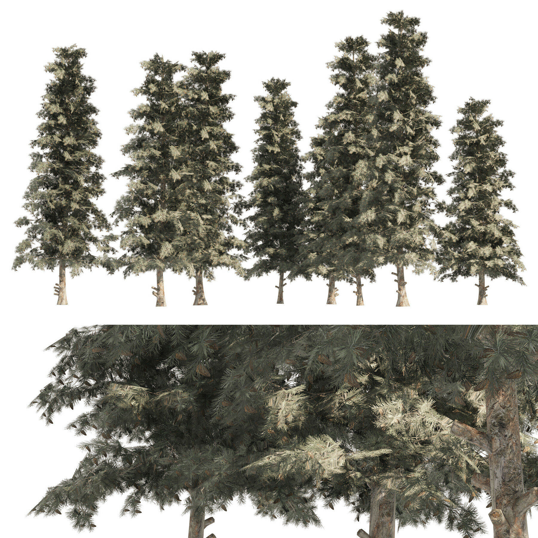 ArtStation - Blue Spruce Pine Trees | Game Assets
