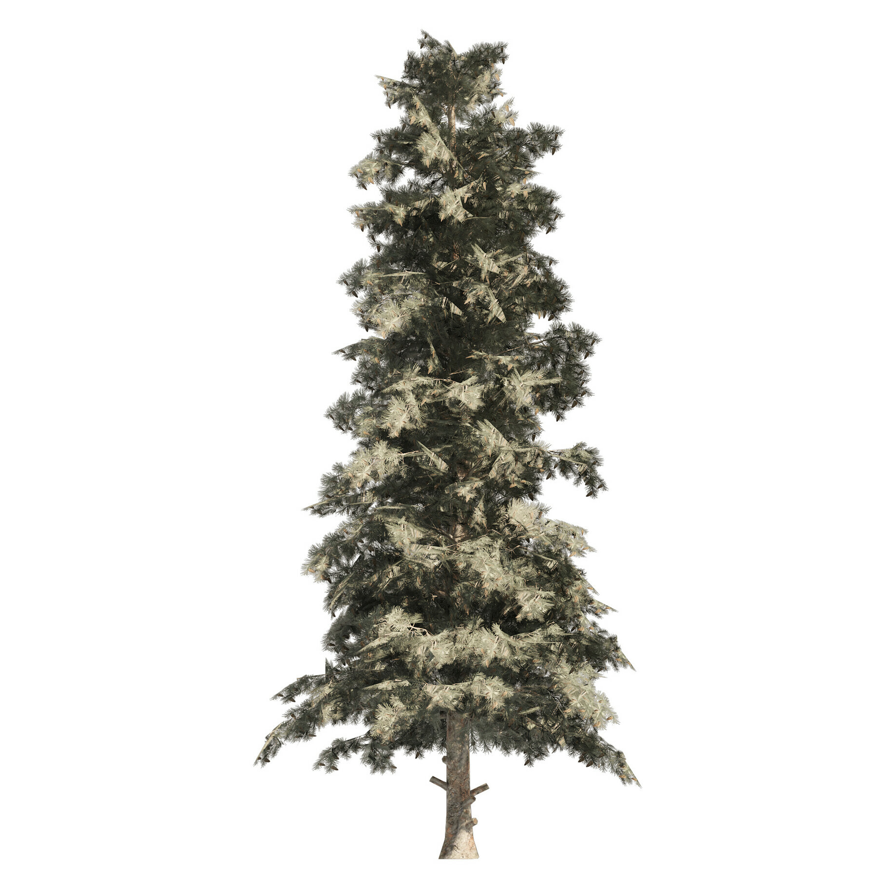 ArtStation - Blue Spruce Pine Trees | Game Assets