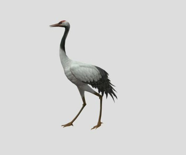 ArtStation - Crane Bird-02 | Game Assets
