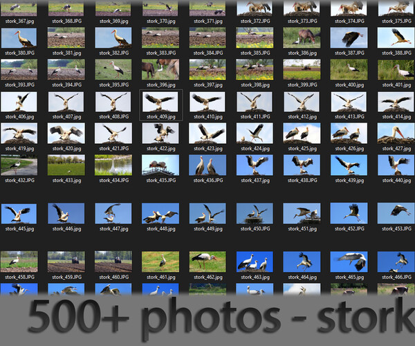 ArtStation - 500+ photo reference of storks | Resources