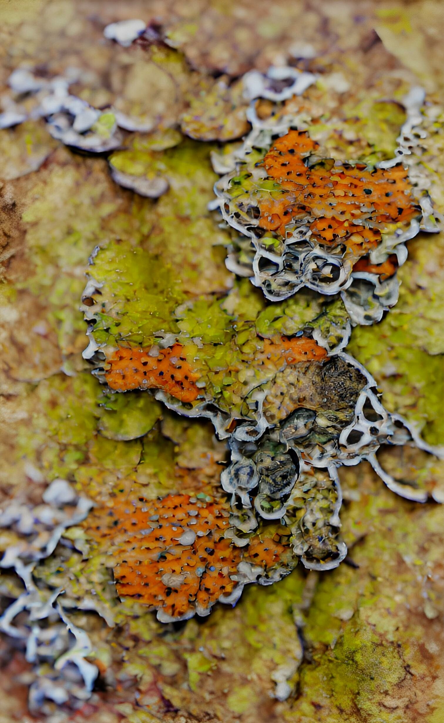 ArtStation - Ground Lichen ultra detail Texture pack 3500 jpg Random ...