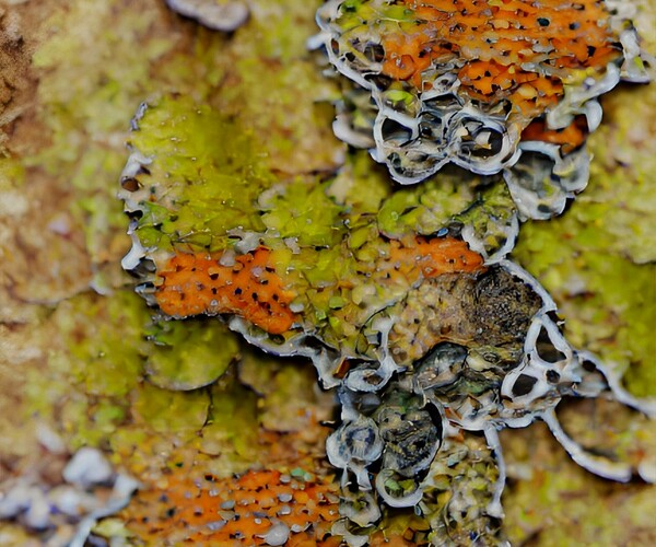 ArtStation - Ground Lichen ultra detail Texture pack 3500 jpg Random ...