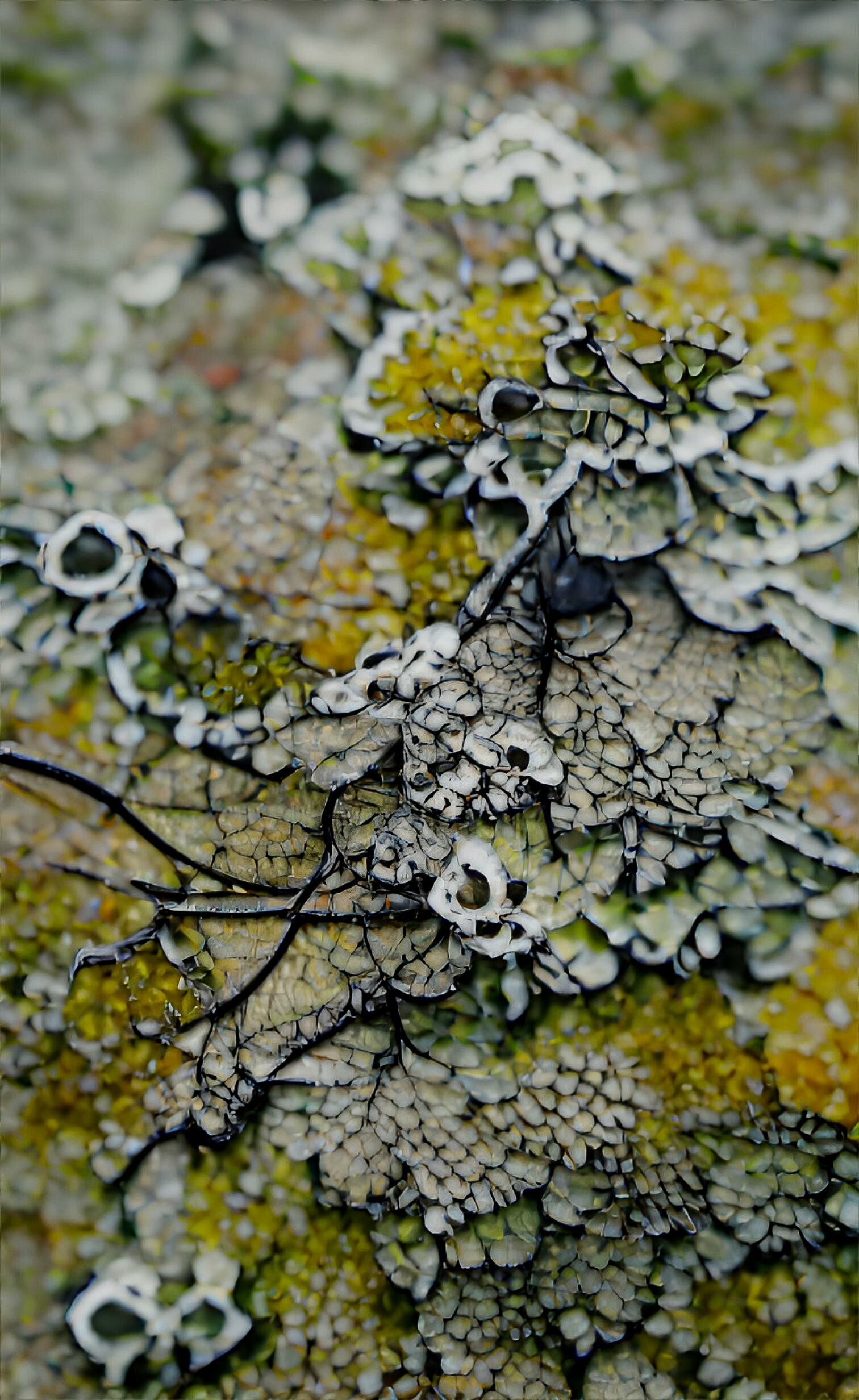 ArtStation - Ground Lichen ultra detail Texture pack 3500 jpg Random ...
