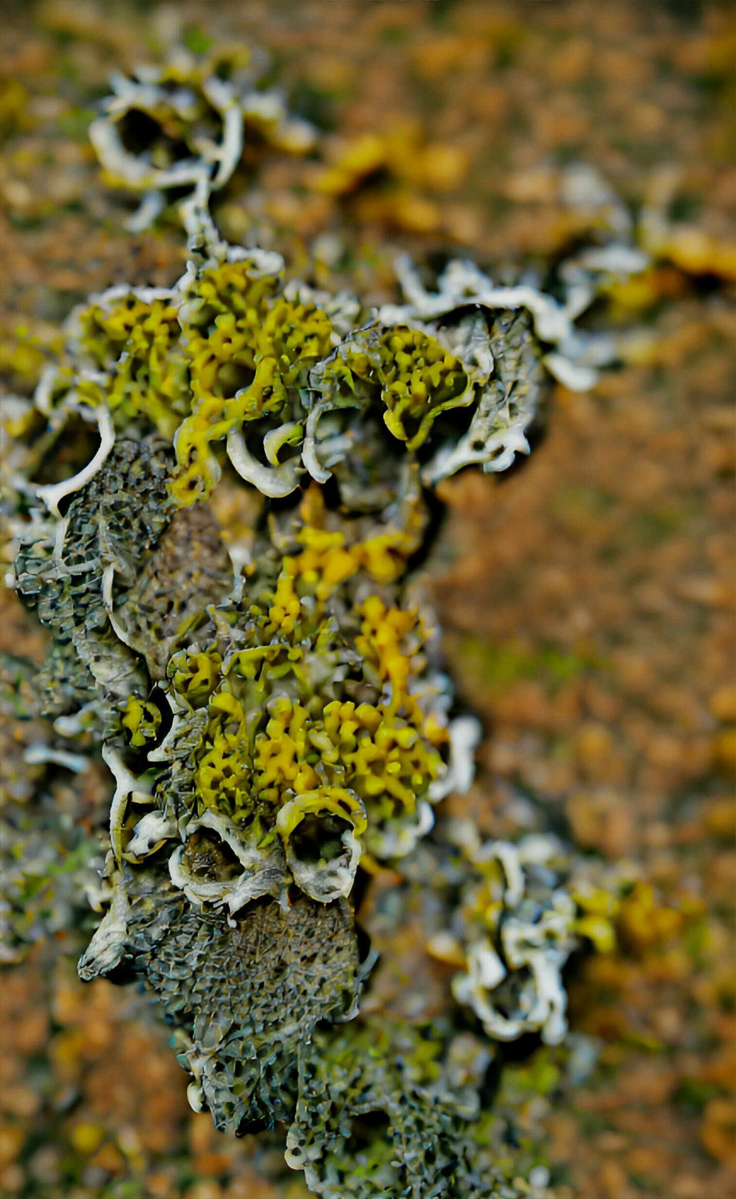 ArtStation - Ground Lichen ultra detail Texture pack 3500 jpg Random ...