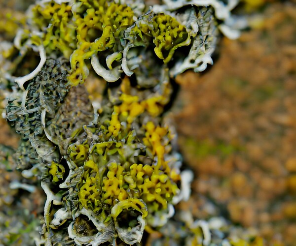 ArtStation - Ground Lichen ultra detail Texture pack 3500 jpg Random ...