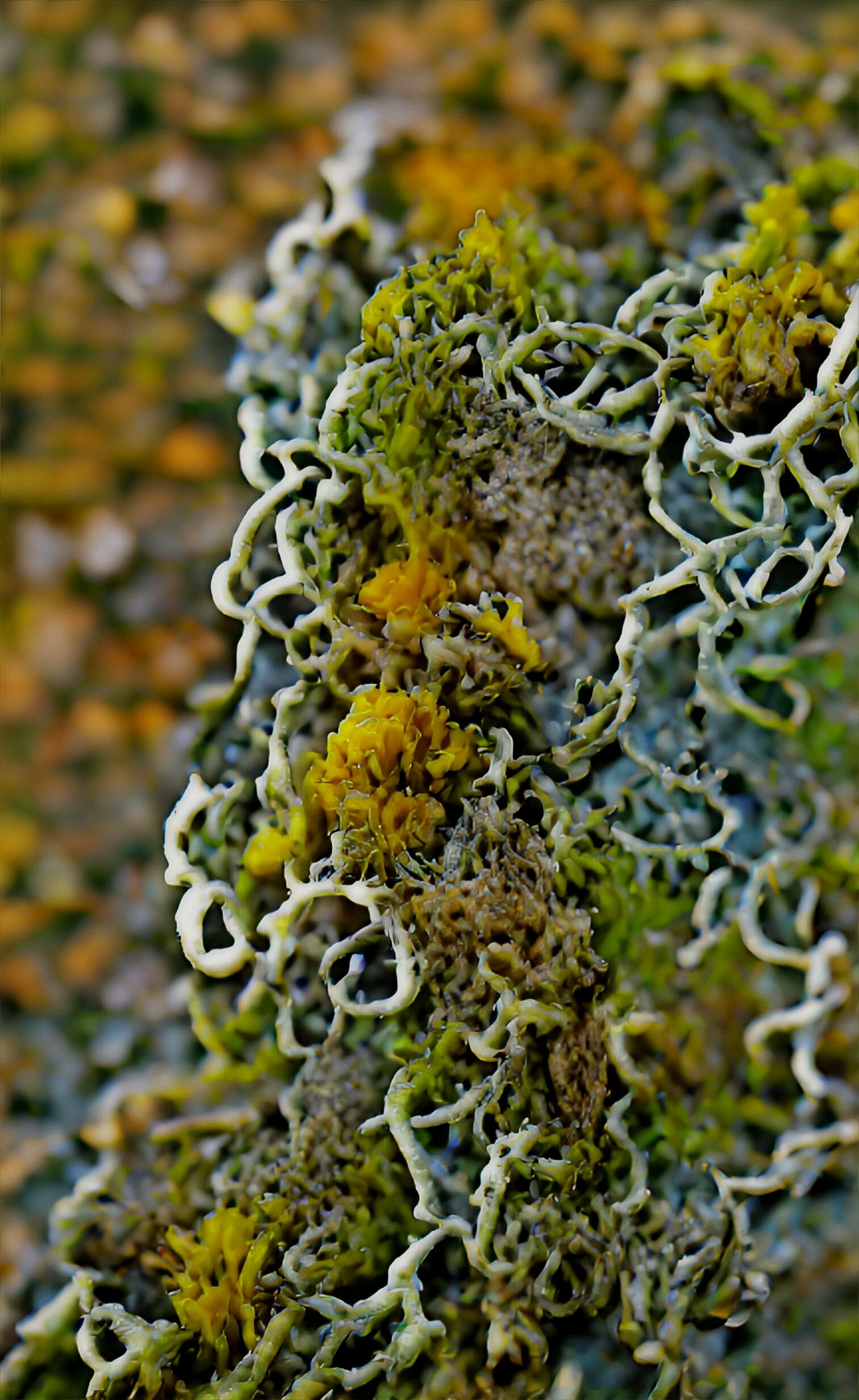 ArtStation - Ground Lichen ultra detail Texture pack 3500 jpg Random ...