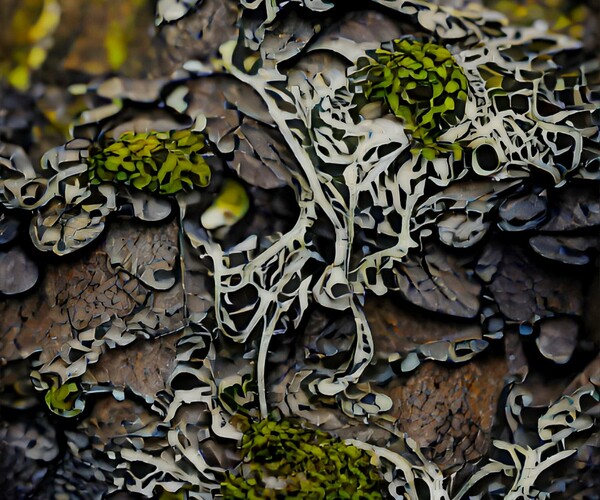 ArtStation - Ground Lichen ultra detail Texture pack 3500 jpg Random ...