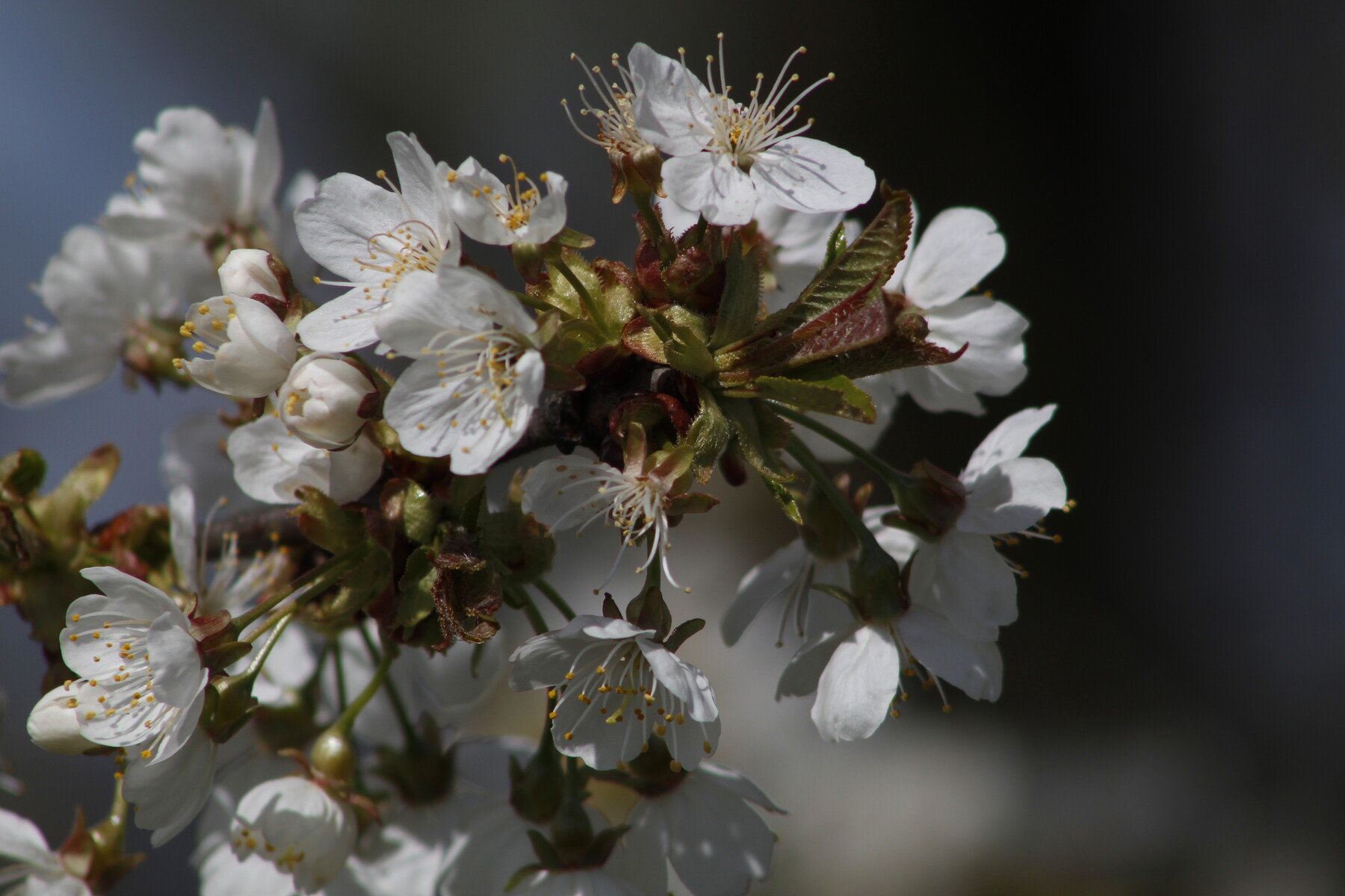 ArtStation - macrofotography plants reference pictures | Resources