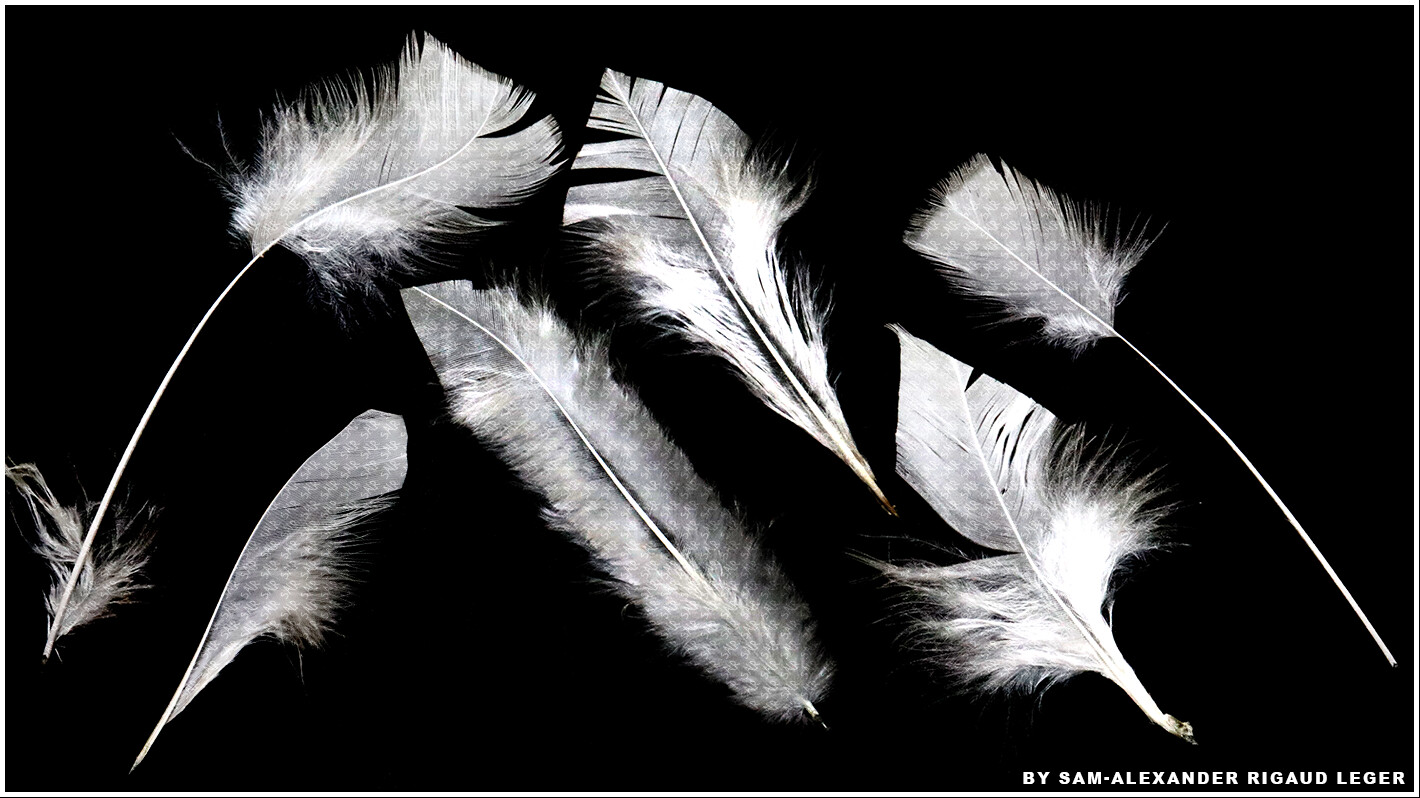 ArtStation - Feathers Alphas Vol.2 | Resources