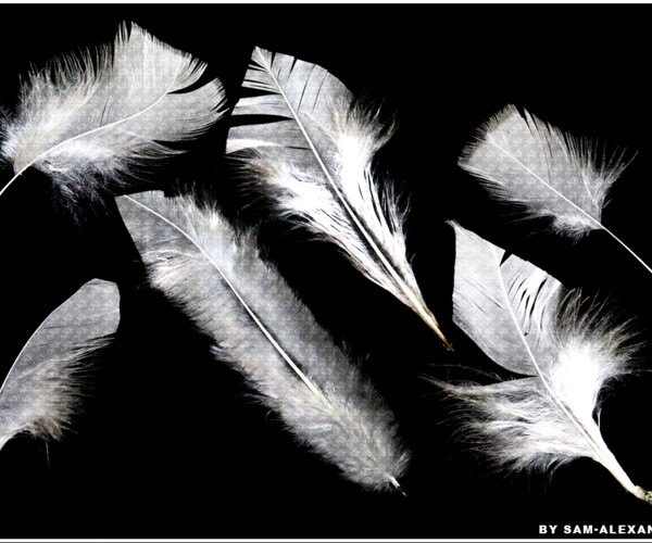 ArtStation - Feathers Alphas Vol.2 | Resources