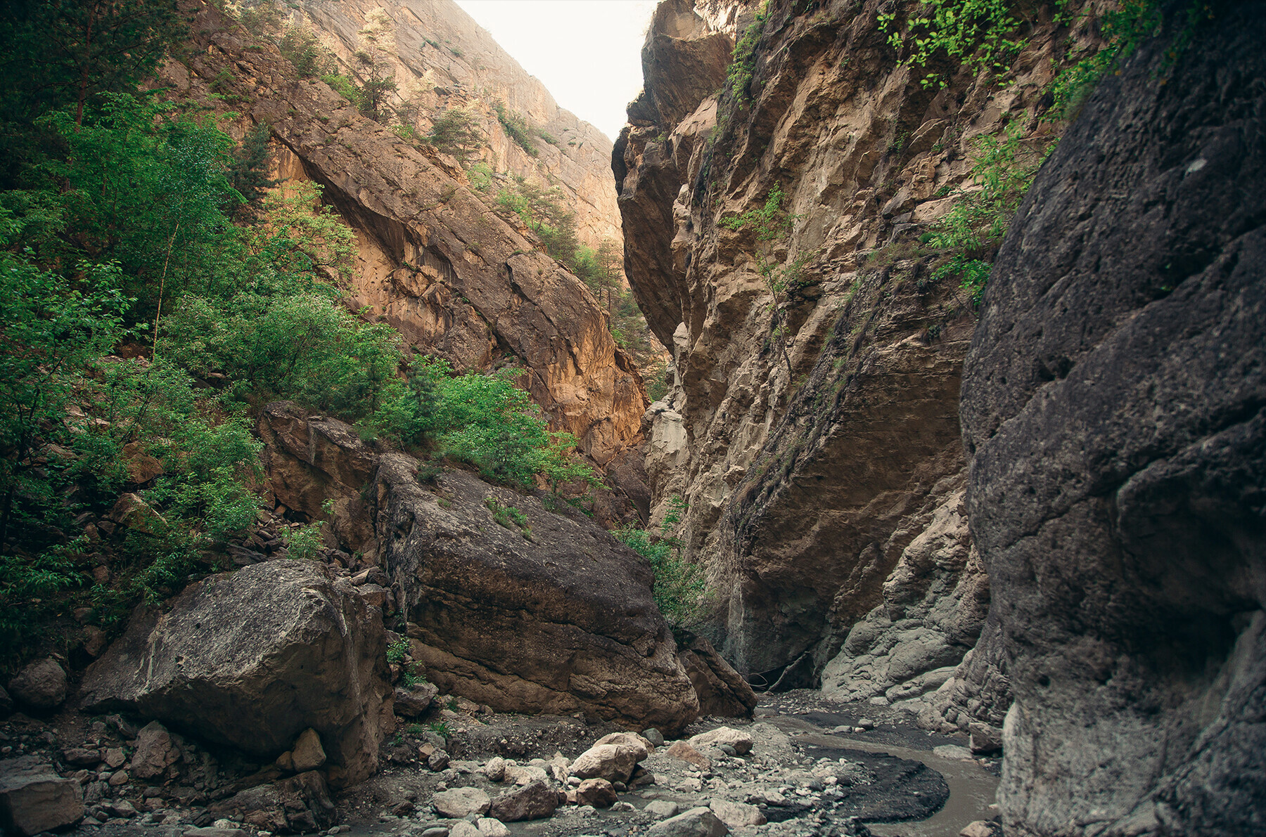 ArtStation - 650+ Forest Gorges Reference Pictures | Resources