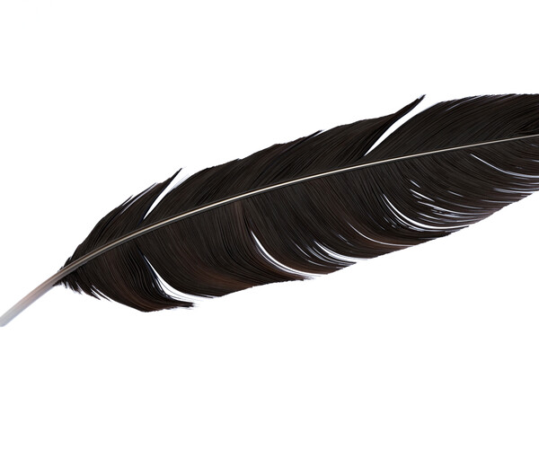 ArtStation - Crow Feather | Resources