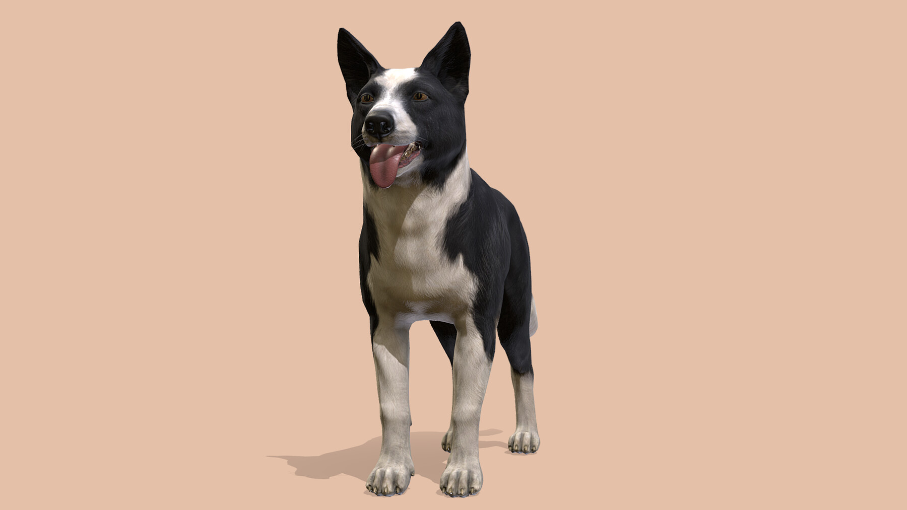 ArtStation - Dog - Border Collie | Game Assets