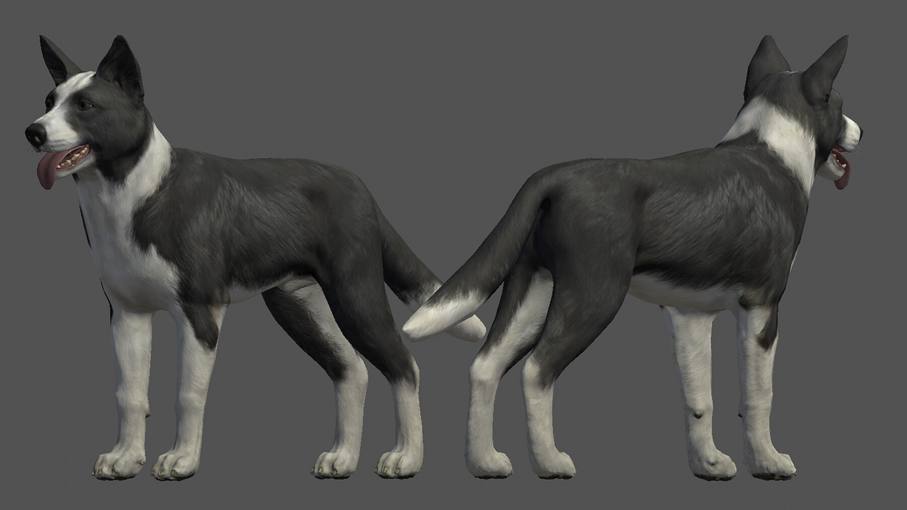 ArtStation - Dog - Border Collie | Game Assets
