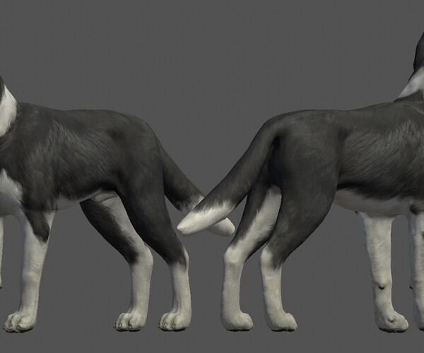 ArtStation - Dog - Border Collie | Game Assets