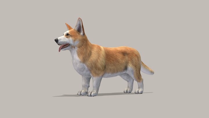 ArtStation - Dog - Corgi | Game Assets