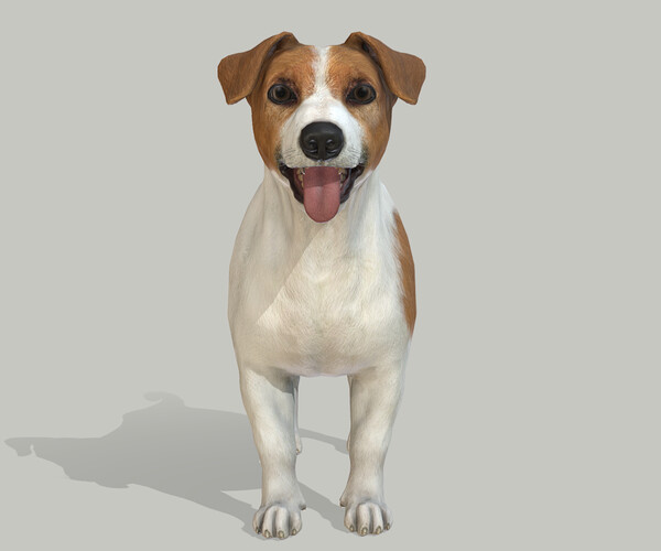 ArtStation - Dog - Jack Russell Terrier | Game Assets