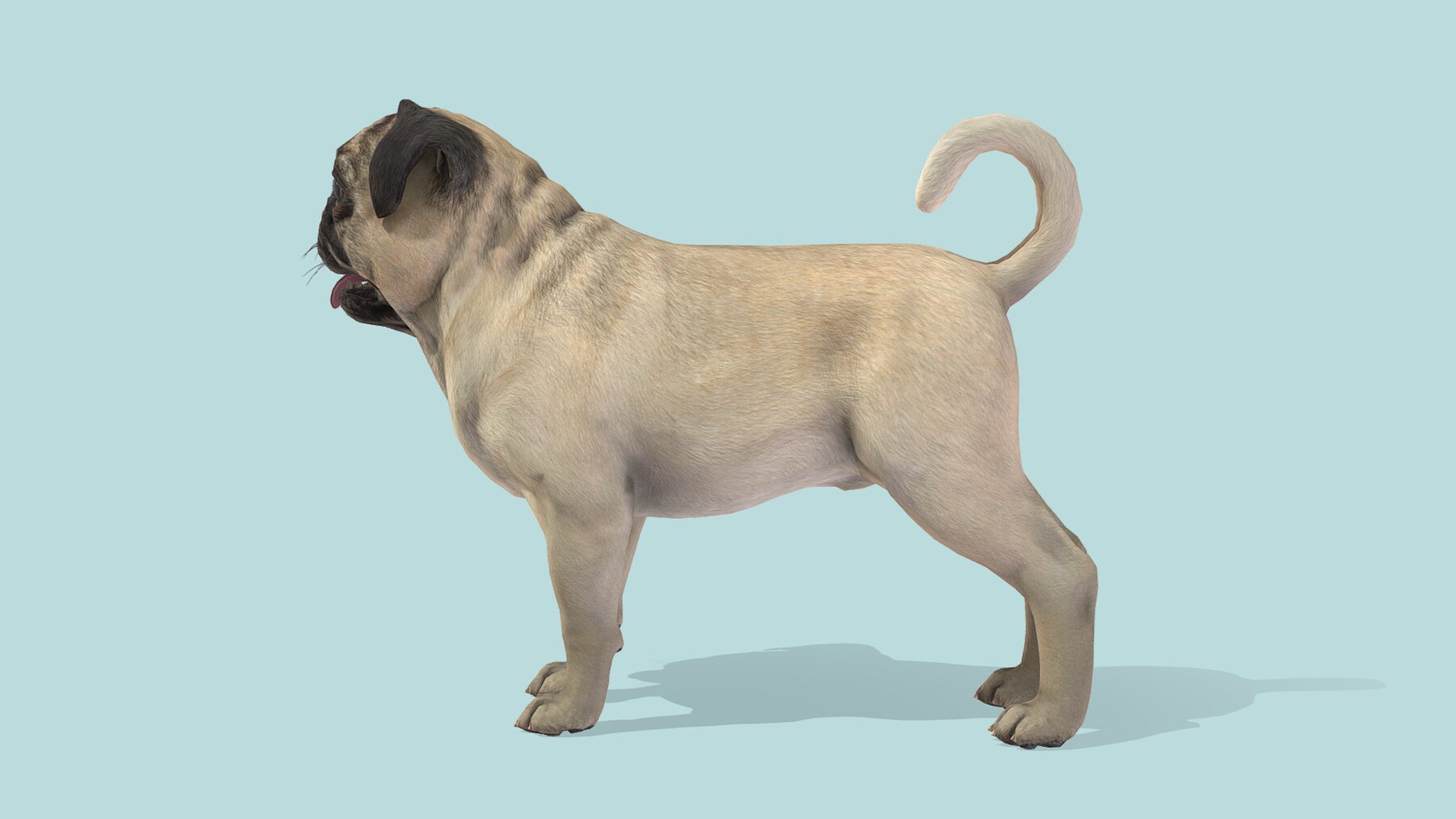 ArtStation - Dog - Pug | Game Assets