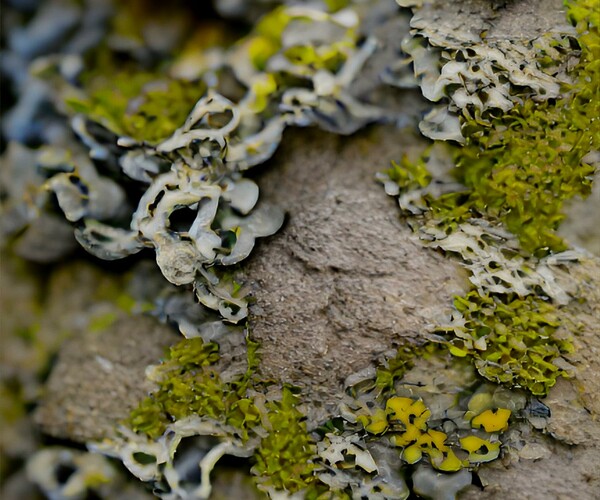 ArtStation - Ground Lichen Texture Pack Random Style 3500 image | Resources