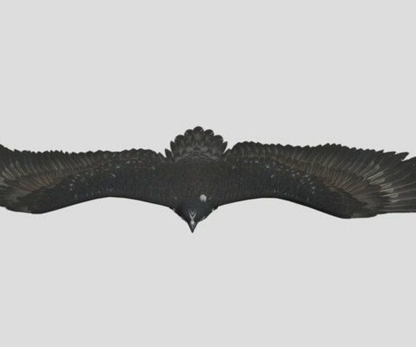 ArtStation - EaglePro1-Fly 09 | Game Assets