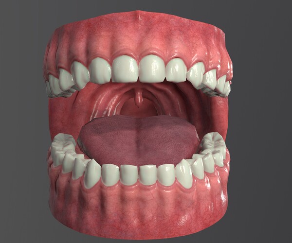 ArtStation - Human Teeth Model | Game Assets