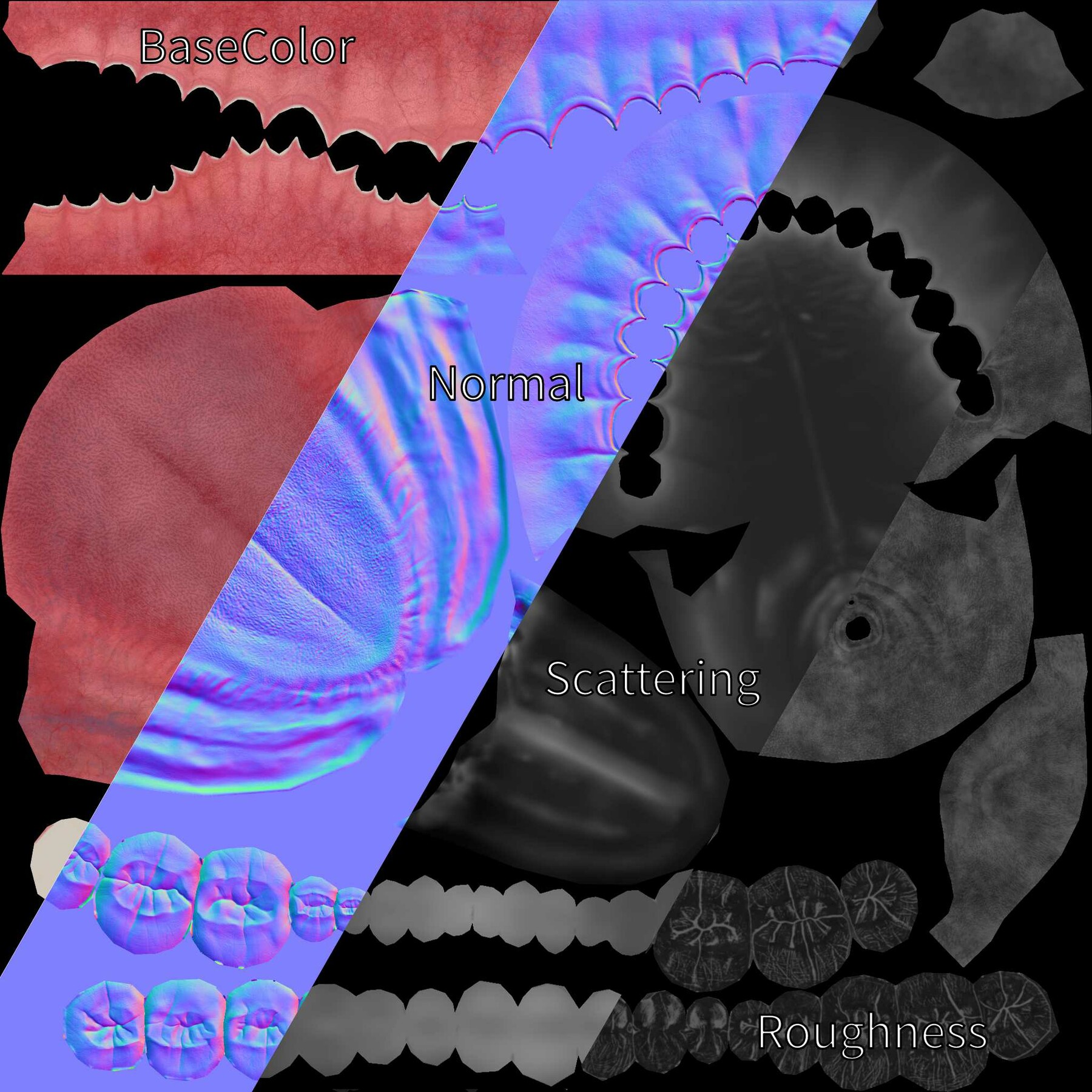 ArtStation - Human Teeth Model | Game Assets