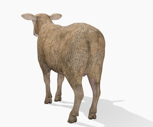 ArtStation - Sheep | Game Assets