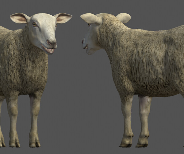 ArtStation - Sheep | Game Assets