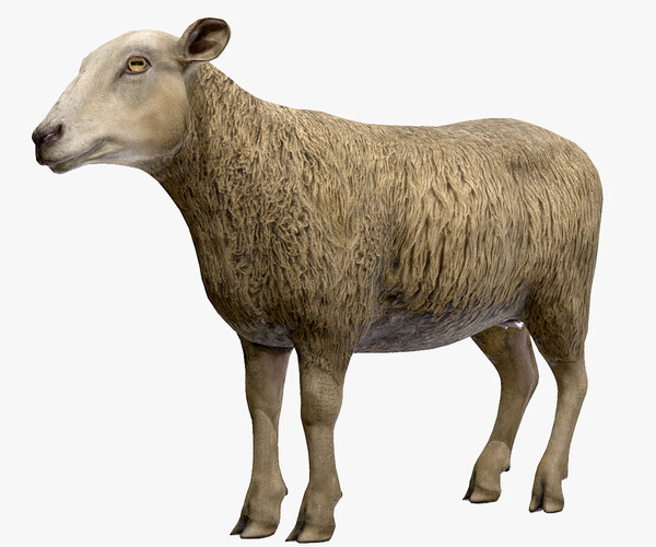 ArtStation - Sheep | Game Assets