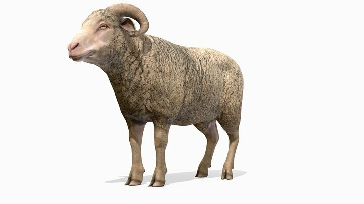 ArtStation - Ram | Game Assets