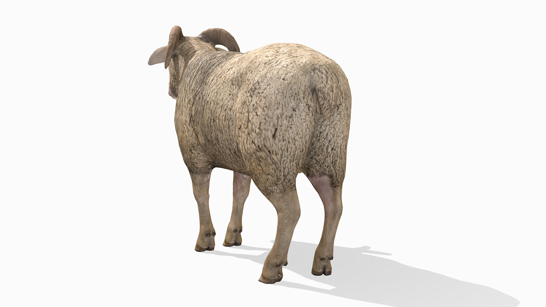 ArtStation - Ram | Game Assets