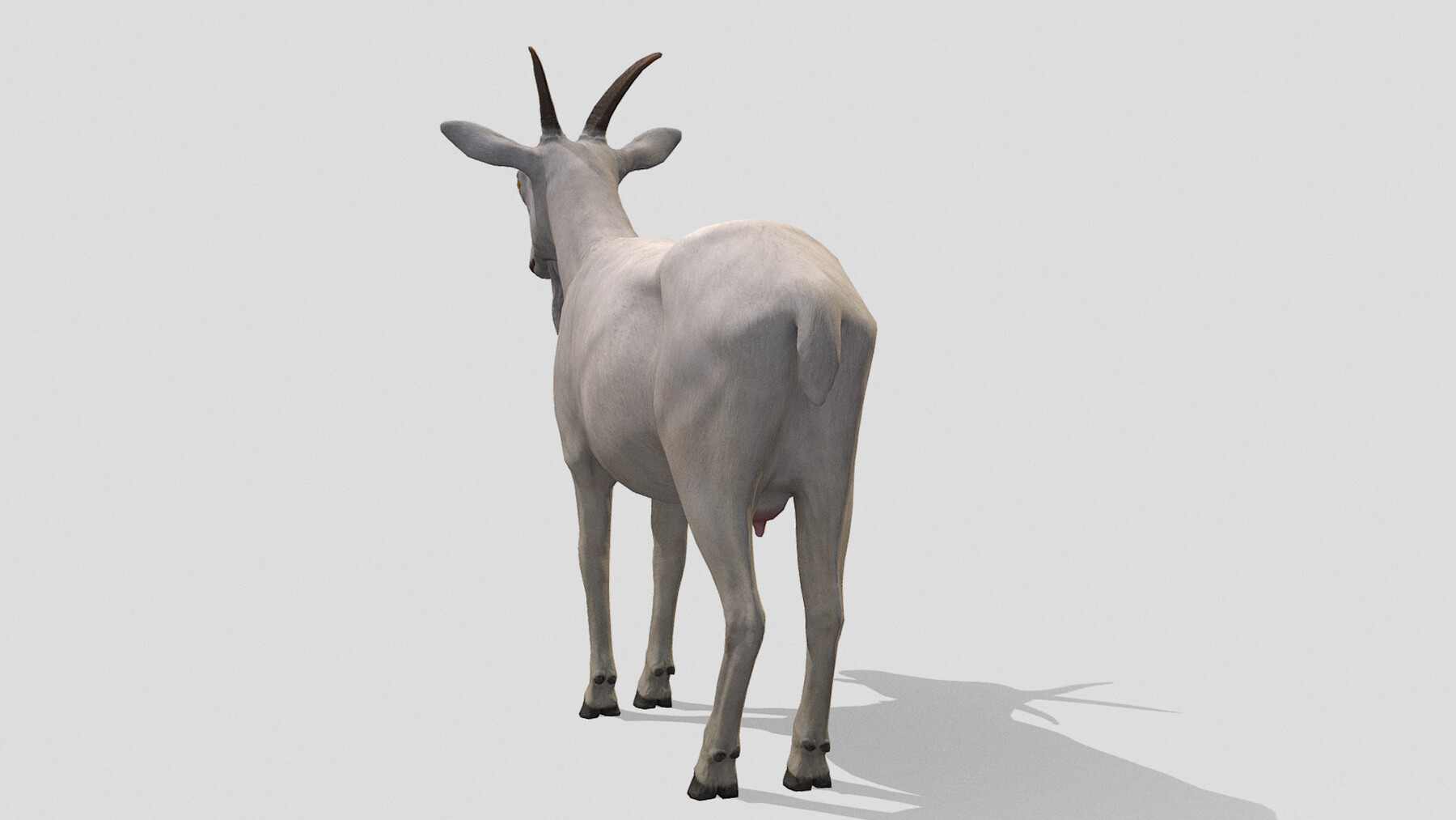 ArtStation - Goat female | Game Assets