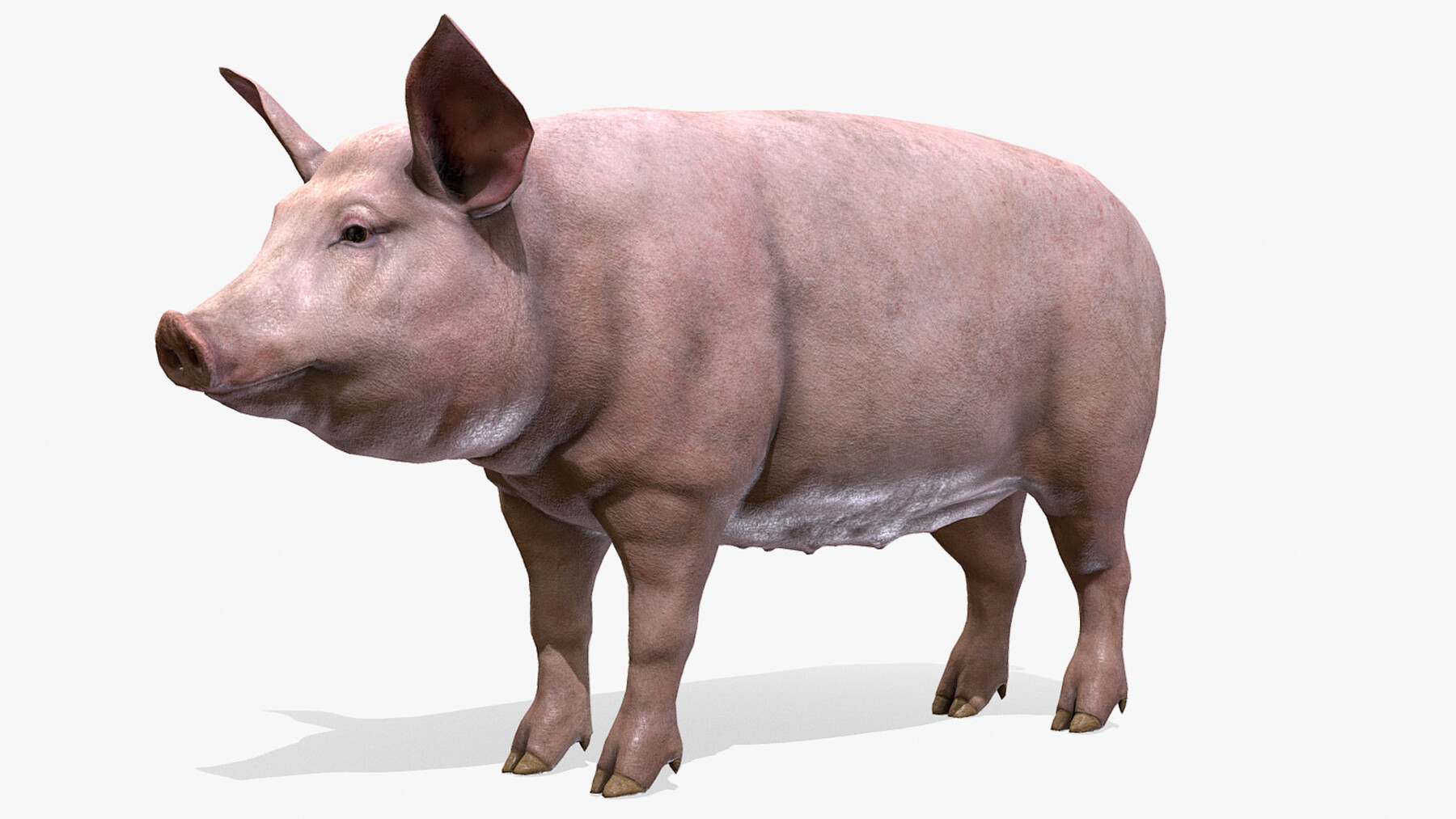 ArtStation - Pig | Game Assets