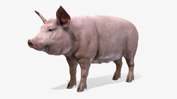 ArtStation - Pig | Game Assets