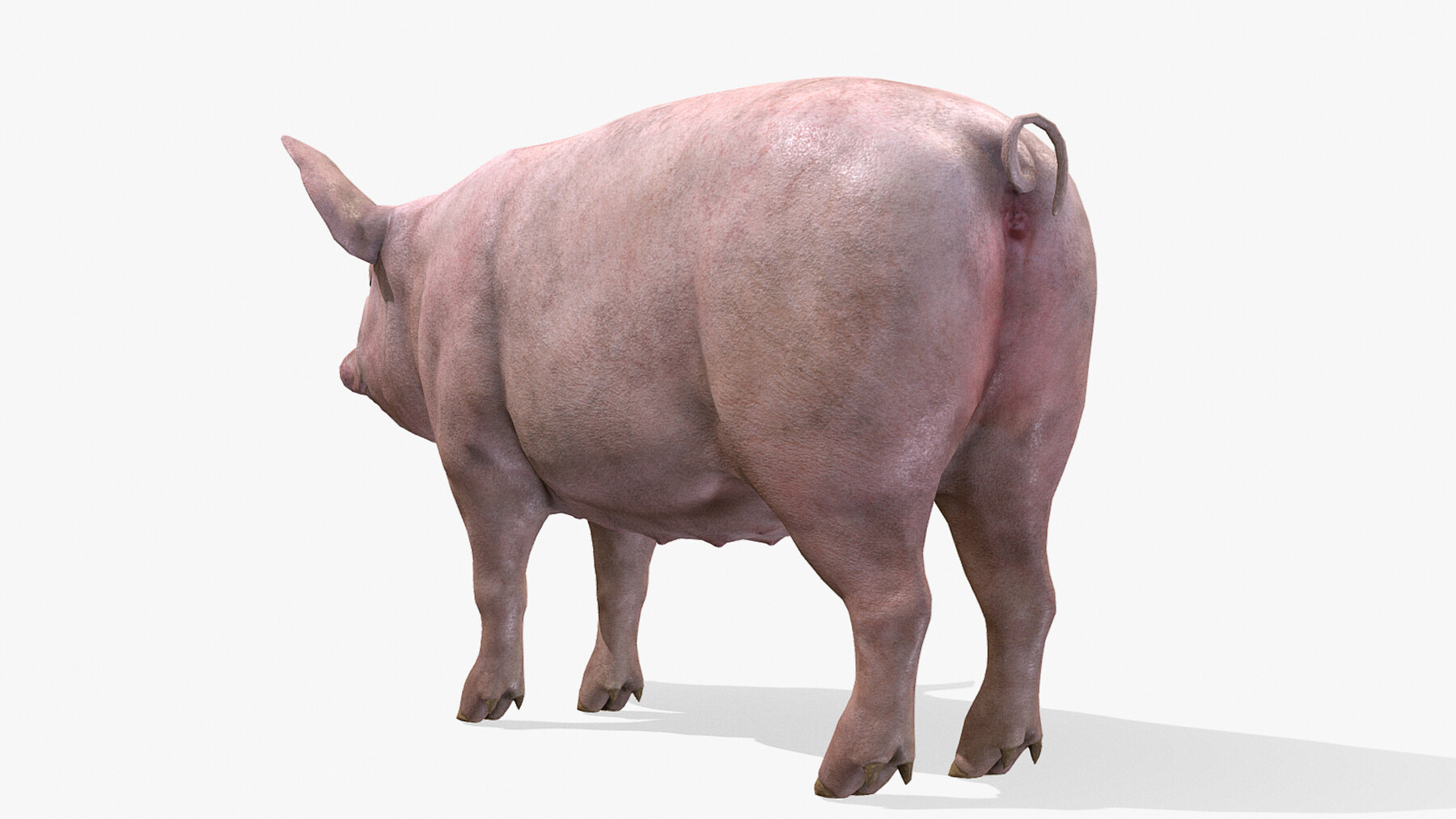ArtStation - Pig | Game Assets