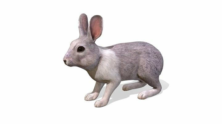 ArtStation - Rabbit | Game Assets