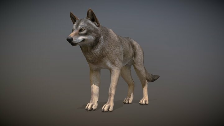 ArtStation - Wolf | Game Assets