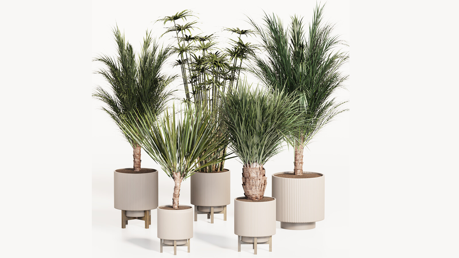 ArtStation - PALM PLANT SET | Resources